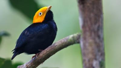 First-ever hybrid bird species from the Amazon discovered