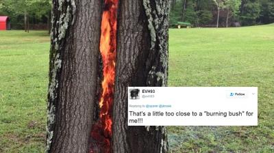 Twitterati reacts after photo of a burning tree goes viral