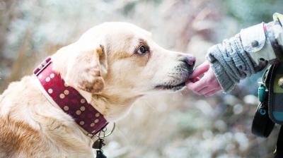 Power of pet healing