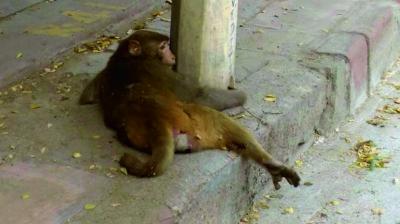 Injured monkey rescued from DU V-C office