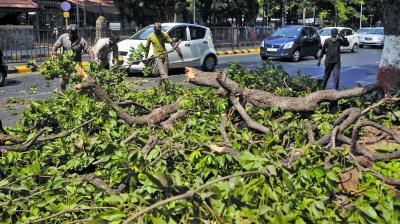PIL raises doubt on tree authority