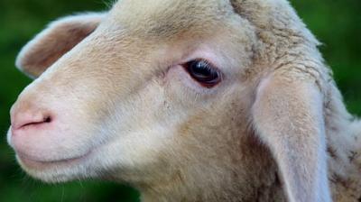 Scientists create first human-sheep hybrids