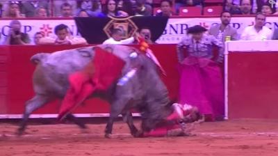 Viral footage of bull thrusting horn in matador's butt