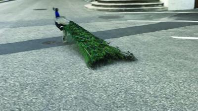Why India’s national bird, the peacock, finds pride of place at UN’s ...