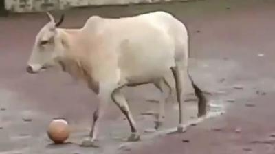 Video of cow playing football goes viral