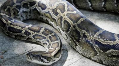 Critically injured python undergoes CT scan in Odisha