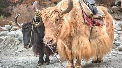 Despite modern artillery, the yak remains the beast of burden for PLA