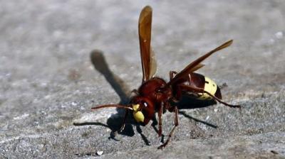 Country's first insect museum opens in Tamil Nadu
