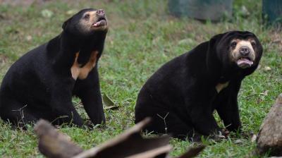 Sun bear attacks couple in Indonesia, killing one