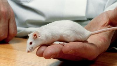 Scientists to test on female rats now