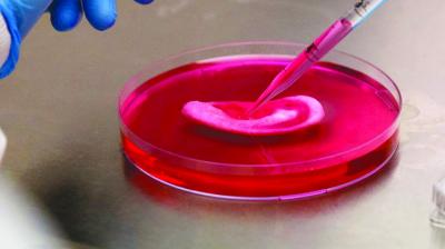 Lab-grown mini-organs may help to treat facial defects