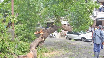 To tree or not to tree