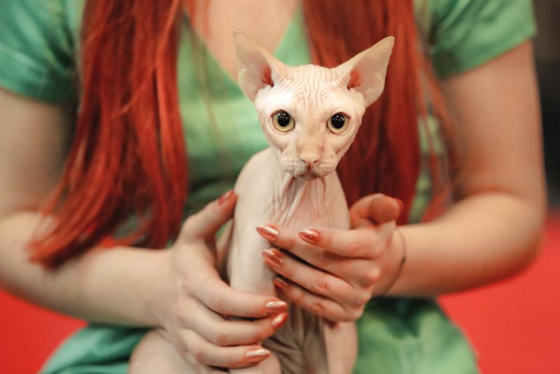 Romania cat festival sees enthusiasts judge feline beauty
