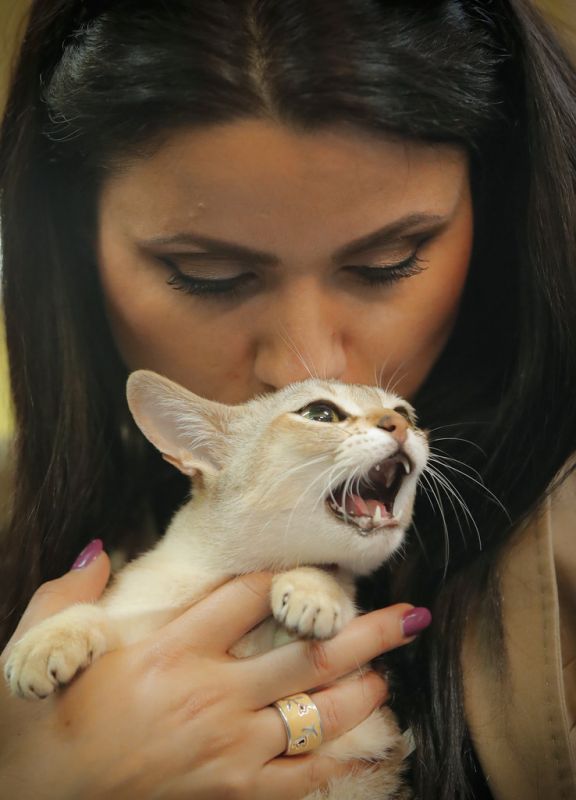 Let's get catty: Romania Cat festival glorifies feline love