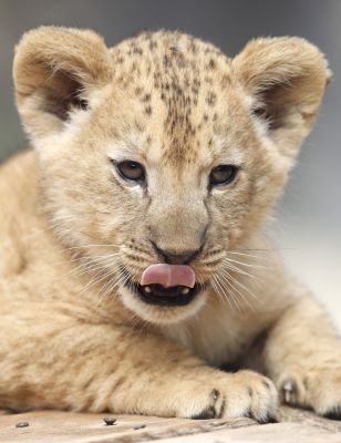 New-born lion cub photos that will melt your heart