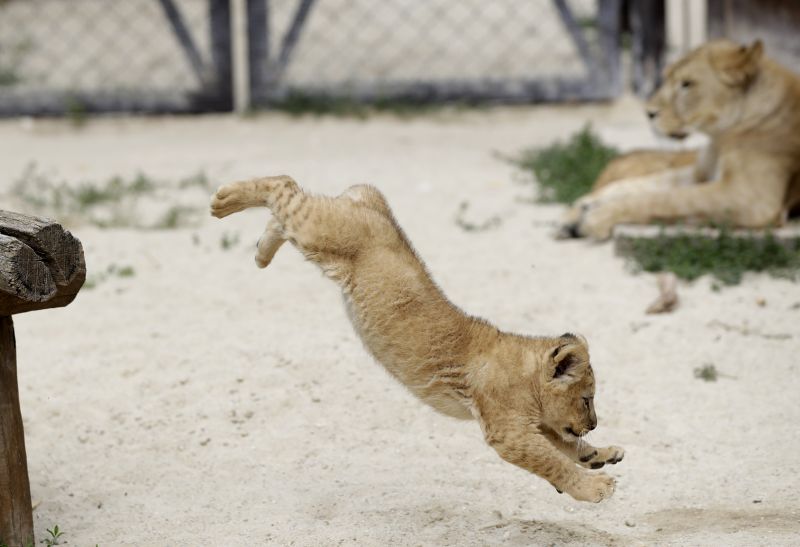 New-born lion cub photos that will melt your heart