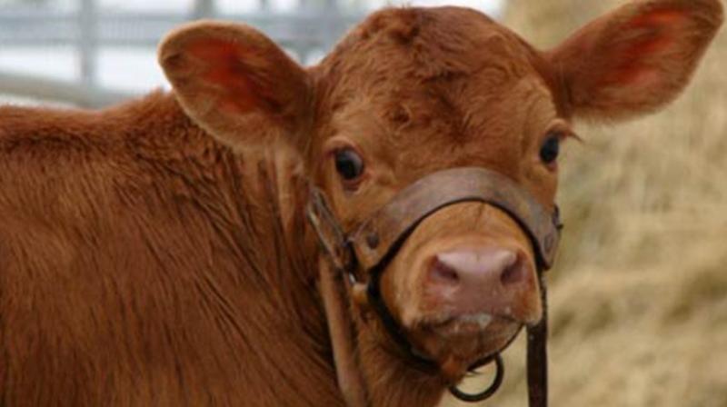 People believe calf born with fifth leg is bringing good luck to Assam ...