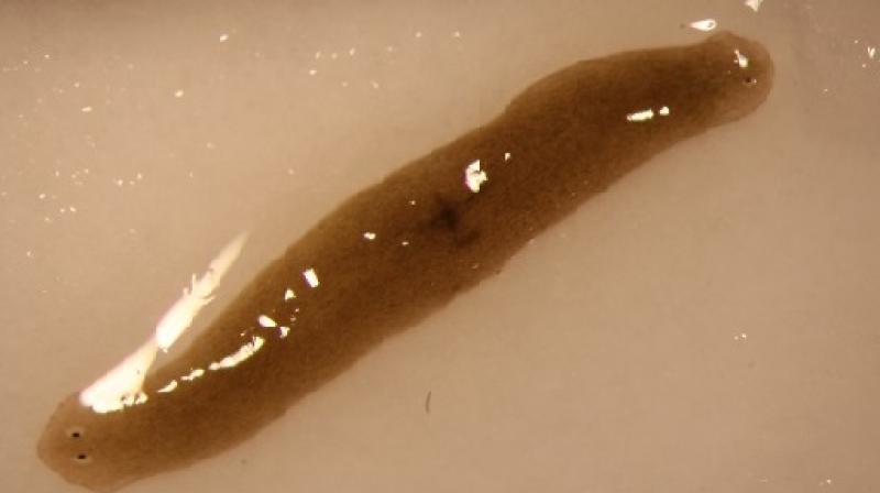 Check out the two-headed worm from space