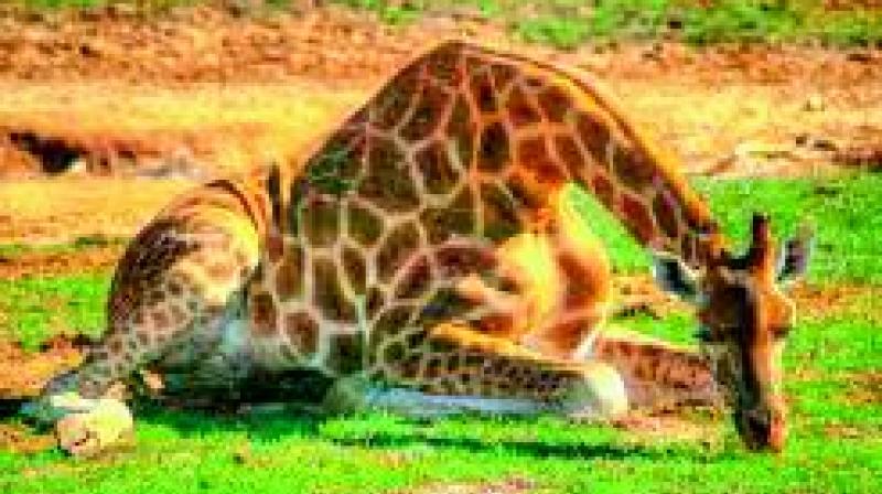 ‘Dull’ giraffe from Africa dies in zoo