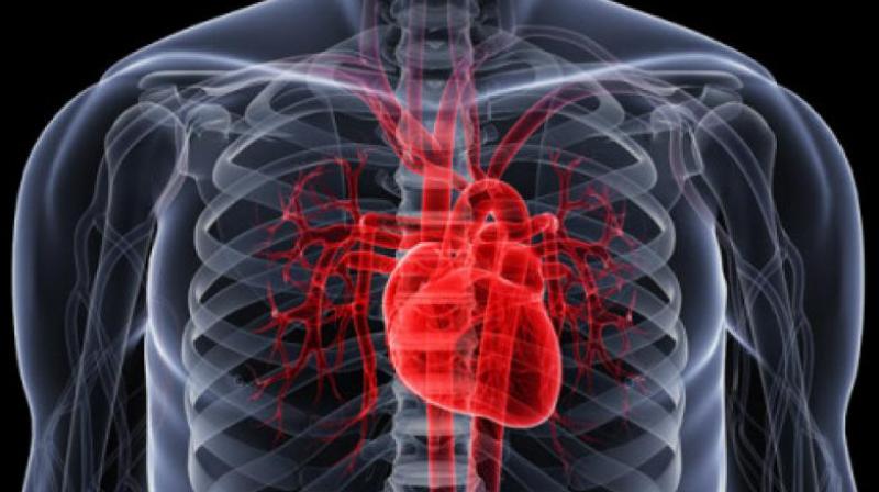 New beating 3D heart tissue may improve cardiac treatment