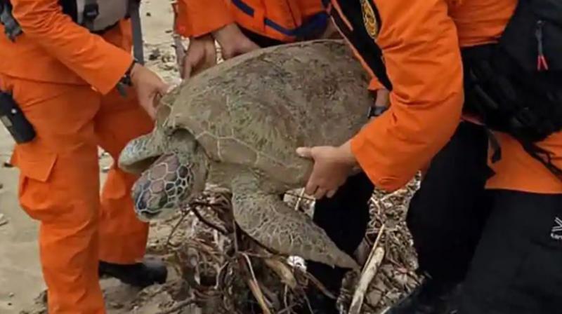 'All lives matter', says Indonesia on saving 15 tsunami-stranded turtles