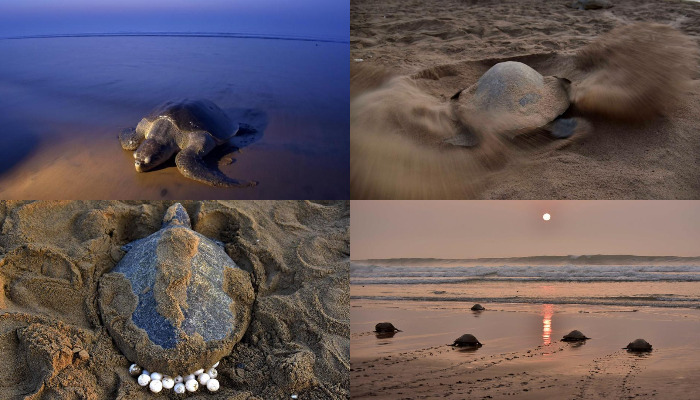 Olive Ridley turtles nest at Rushikulya beach in Bhubaneshwar