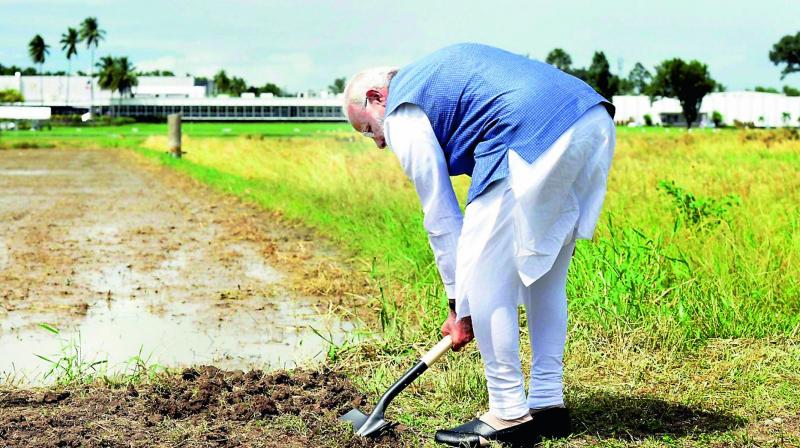 PM Modi contributes 2 rice types to seed bank