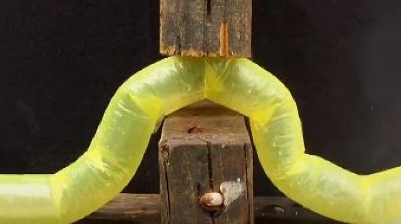 Soft robot that grows like vines may aid rescue operations