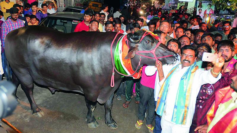 Hyderabad: Booze diet for prize bull violates rights, says Activists