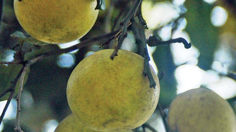 West Indian grapefruit triggers interest in Ooty