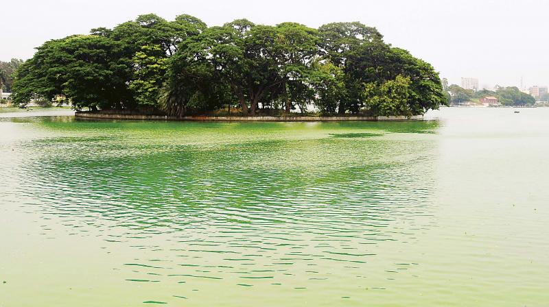 Hyacinth swamps Ulsoor Lake