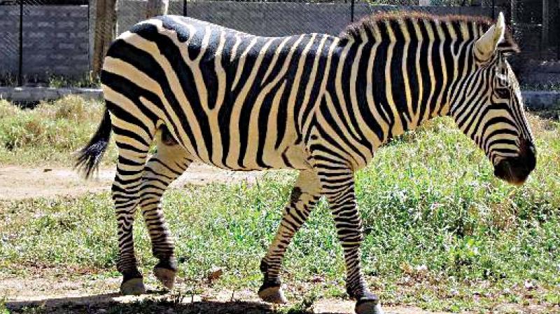 Zebra dies in Bannerghatta Biological Park