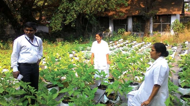 Vegetables Gardens In Hospitals