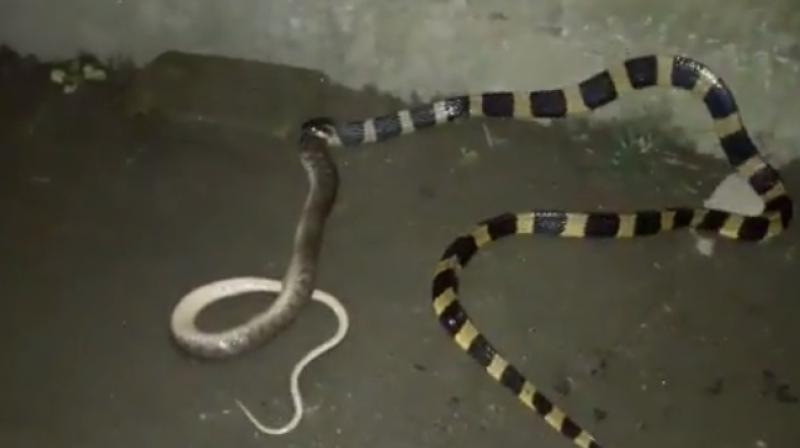 Shocking footage shows snake swallowing another snake