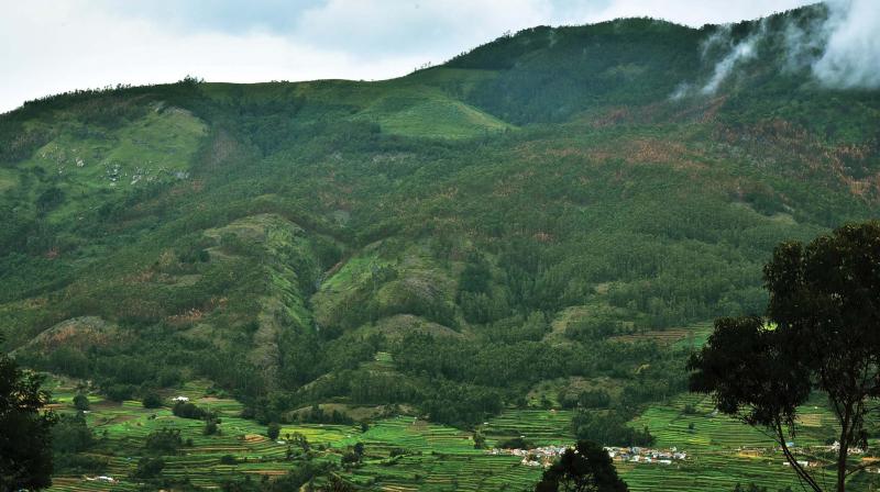 Kurinji sanctuary extent still in question