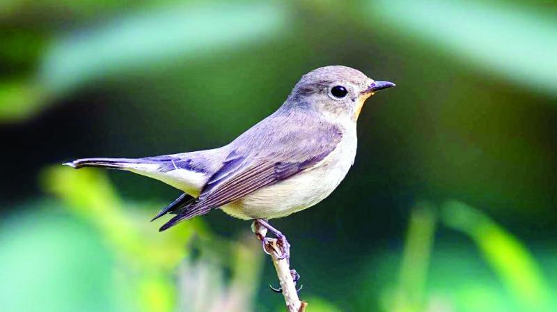 Thanks to rain, migratory birds land early in Telangana