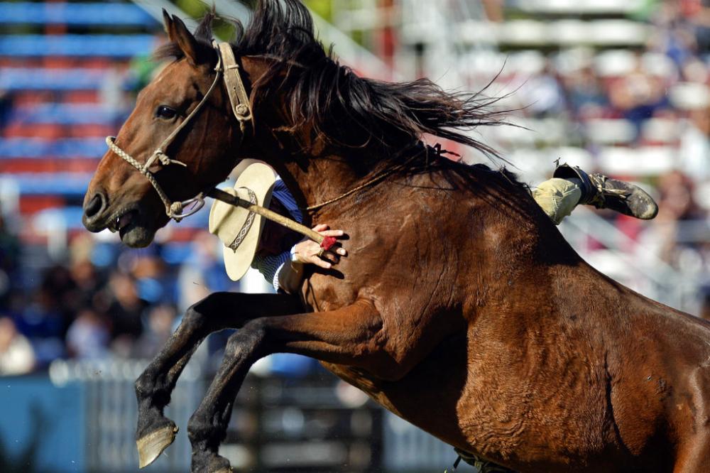In Photos: Gauchos ride wild horses at rodeo celebrating Criolla Week