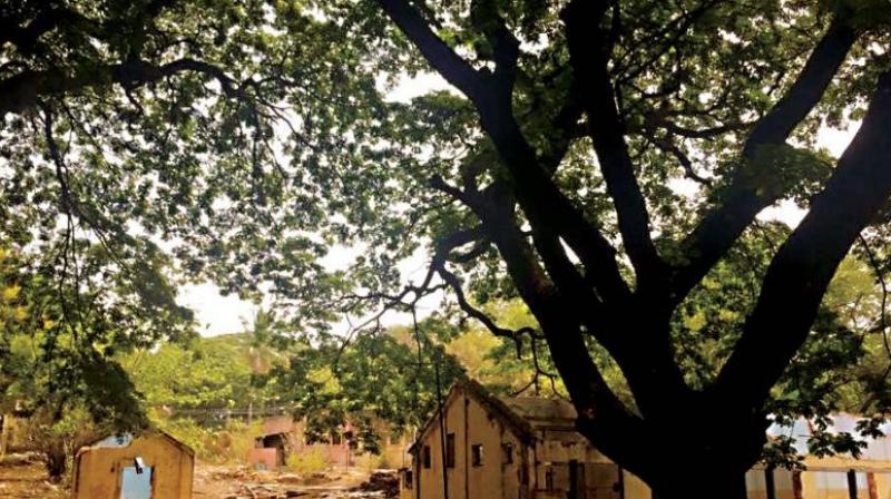 Relocation of 72 trees in Hyderabad proves to be a major success