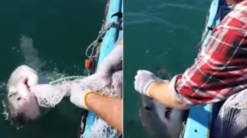 Video: Man fights off 10-foot ferocious shark in dangerous tug-of-war