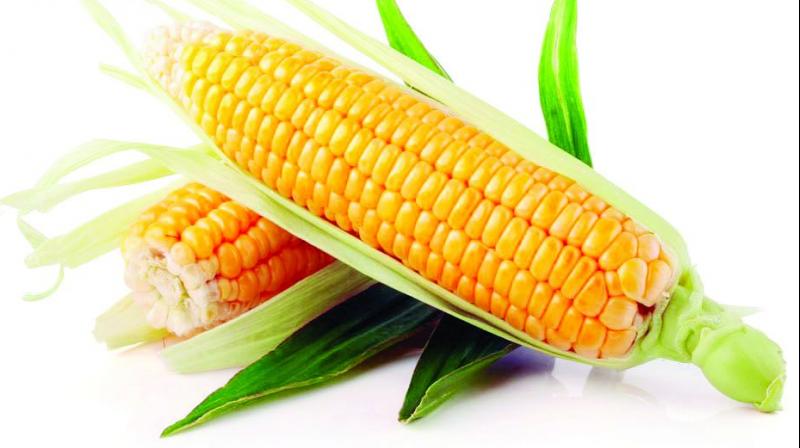 Corn tales: Try out these delicacies