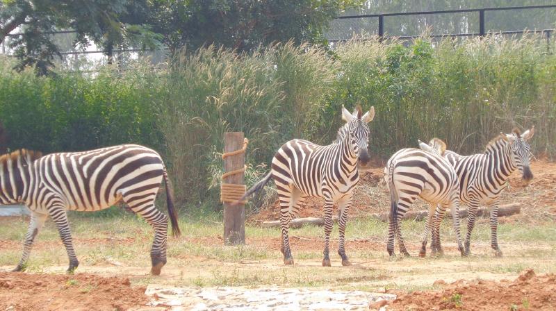 New zebra enclosure at Bannerghatta Biological Park