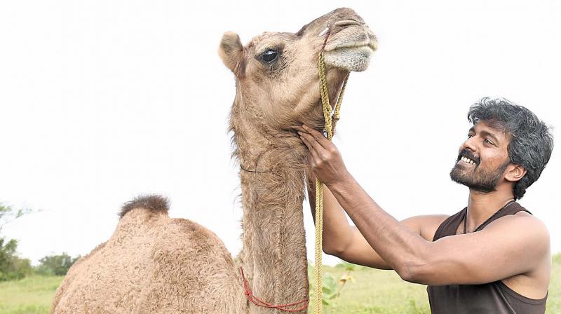The camel ‘Sarah’ is soul of Bakrid: Vikranth