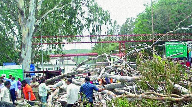 Chaos as tree falls on building in Hyderabad