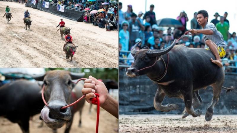 Riders battle for glory at annual buffalo racing festival in Thailand