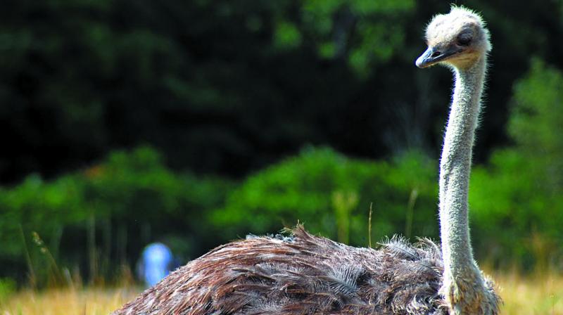 Genes show ostrich lived in India 130 million years ago