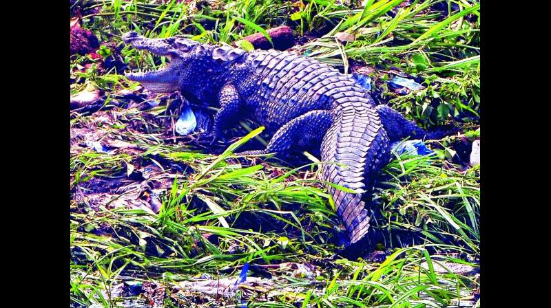 Mugger crocodile appears on banks of Musi river, puts forest officials ...