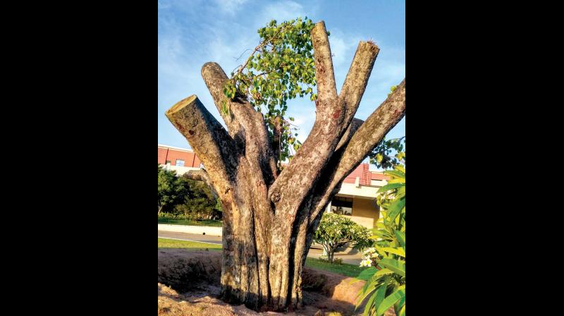Bengaluru: Translocation a success, says Tree doctor