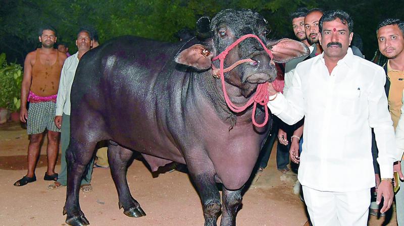 VVIP bulls ride into Hyderabad in style for Sadar festivities