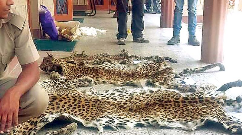 Traffic sounds poaching alert for leopards, Himalayan bears