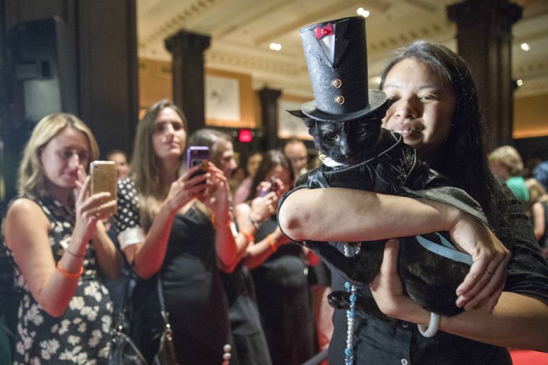Kitty walks the ramp: Fashion show for cats sees benefits go to animal ...